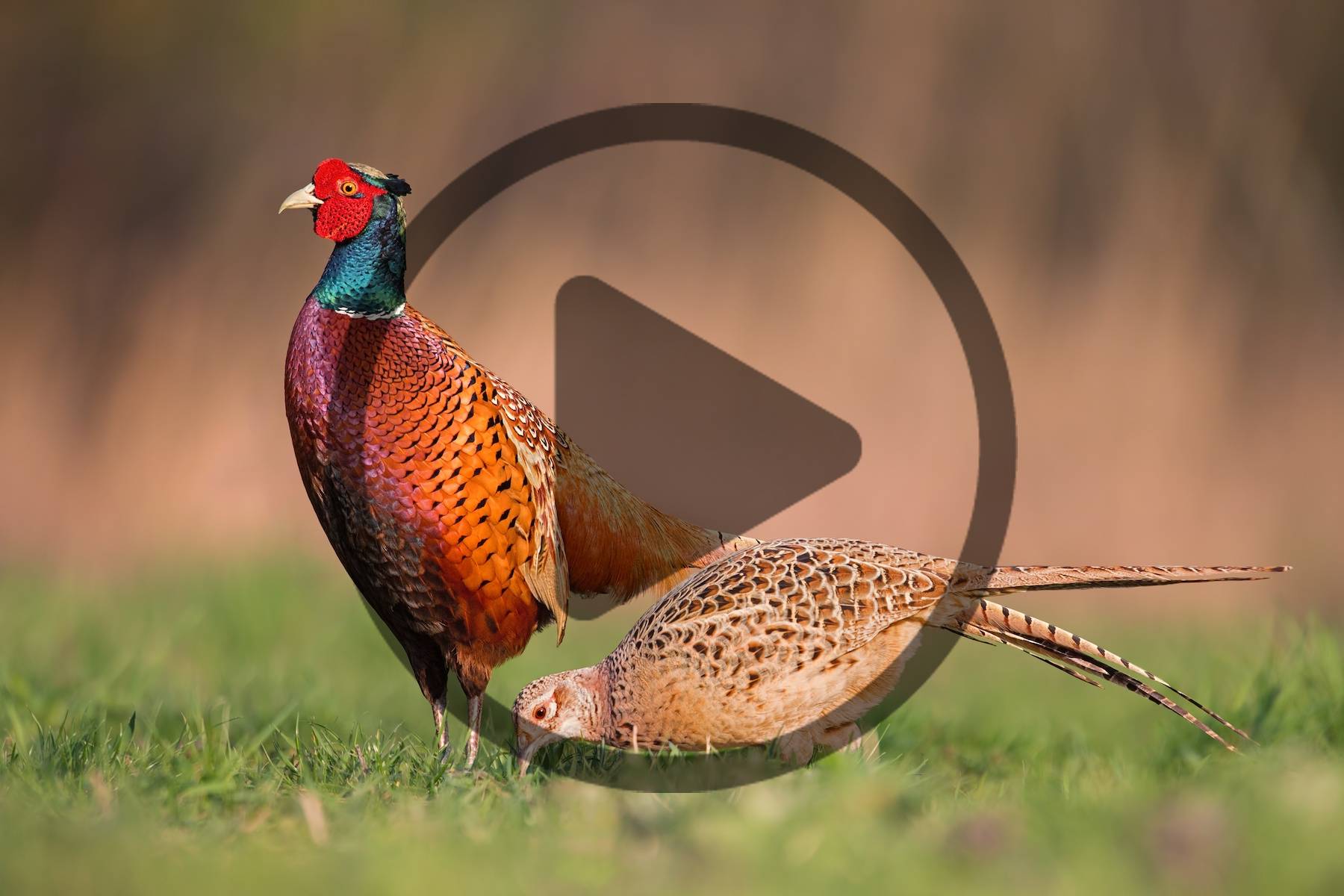 Raising Pheasants – Mother Earth News
